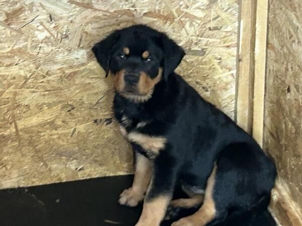 12 Week Old Puppy Rottweilers For Sale - Rottweiler Puppies in Clacton ...