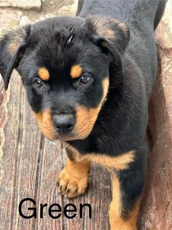 12 Week Old Puppy Rottweilers For Sale - Rottweiler Puppies in Clacton ...