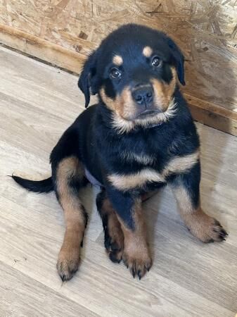 12 Week Old Puppy Rottweilers For Sale - Rottweiler Puppies in Clacton ...