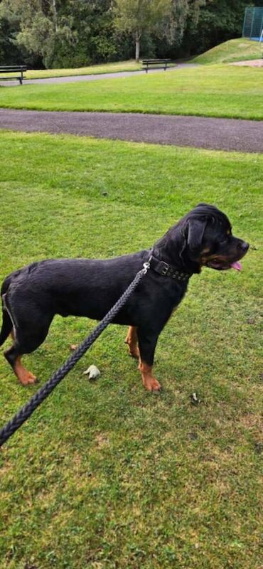 Rottweiler Puppies For Sale In Scotland | Rottweiler Owners