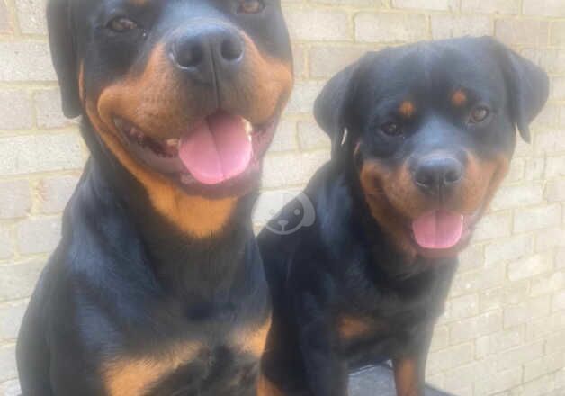 Rottweiler Puppies For Sale | Rottweiler Owners
