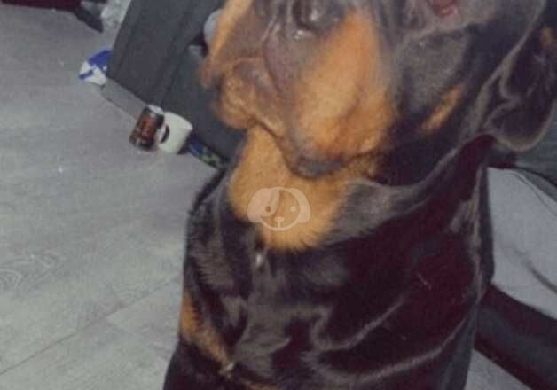 Rottweiler Puppies For Sale | Rottweiler Owners