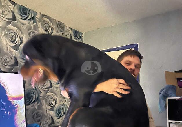 Rottweiler Puppies For Sale | Rottweiler Owners