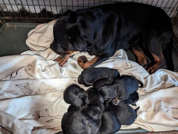 Rottweiler Puppies For Sale | Rottweiler Owners
