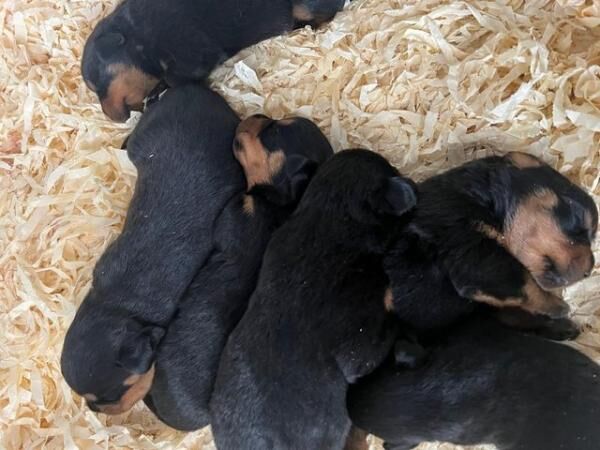 Rottweiler Puppies For Sale | Rottweiler Owners