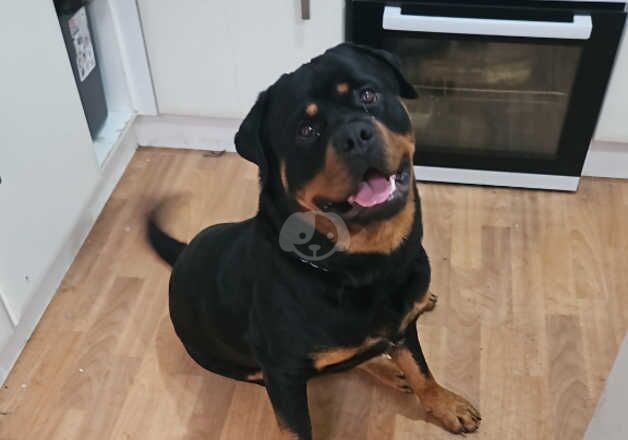 Rottweiler Puppies For Sale | Rottweiler Owners
