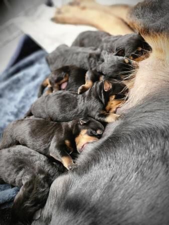 Rottweiler Puppies For Sale | Rottweiler-owners.co.uk