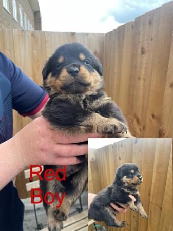 Rottweiler Puppies For Sale | Rottweiler-owners.co.uk