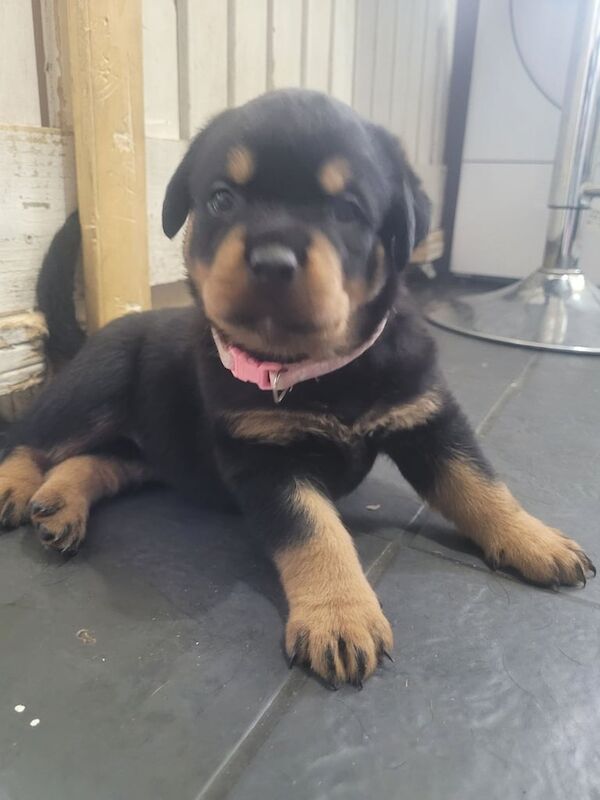 Kennel Club Registered Rottweiler Puppies For Sale | Rottweiler Owners