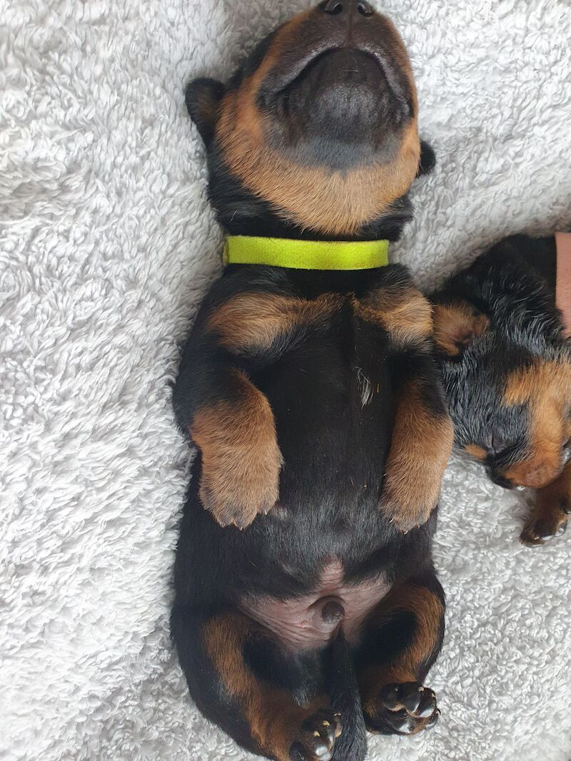 Beautiful Rottweiler Puppies For Sale in Southampton, Hampshire ...