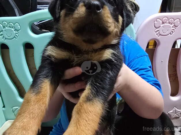 Rottweiler Puppies For Sale | Rottweiler Owners