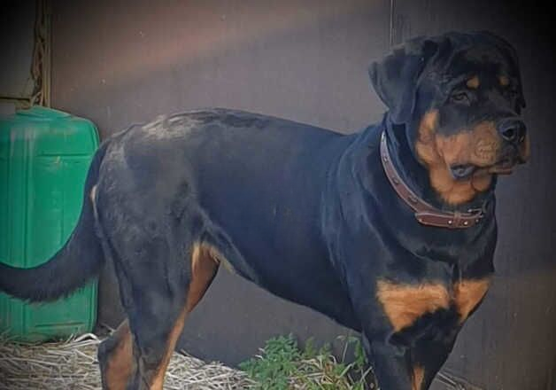 Rottweiler Puppies For Sale | Rottweiler Owners