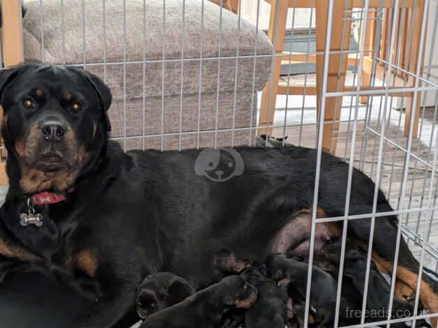 Rottweiler Puppies For Sale | Rottweiler Owners
