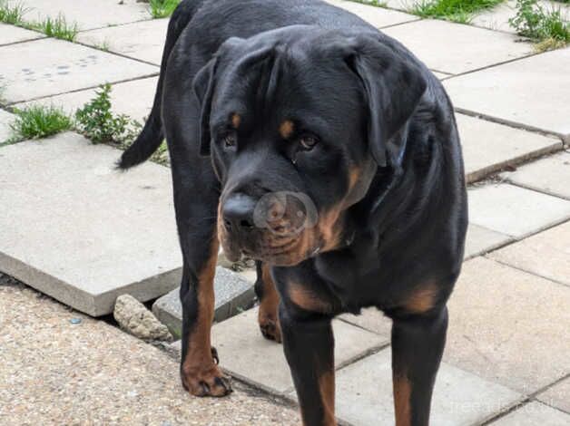 Rottweiler Puppies For Sale | Rottweiler Owners