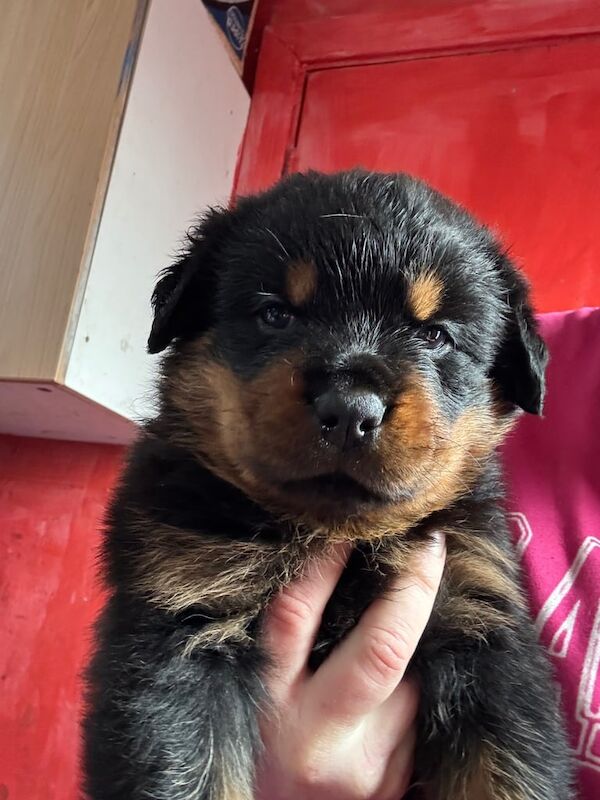 Rottweiler Puppies For Sale | Rottweiler Owners