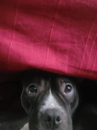 Rottweiler Puppies For Sale | Rottweiler Owners