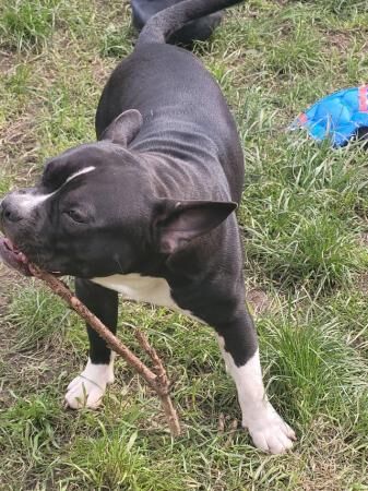 Frenchie Cross Male Dog - Rottweiler Puppies For Sale in Exeter, Devon