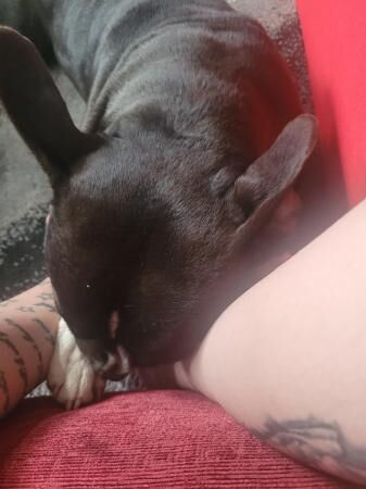 Frenchie Cross Male Dog - Rottweiler For Sale in Exeter, Devon ...