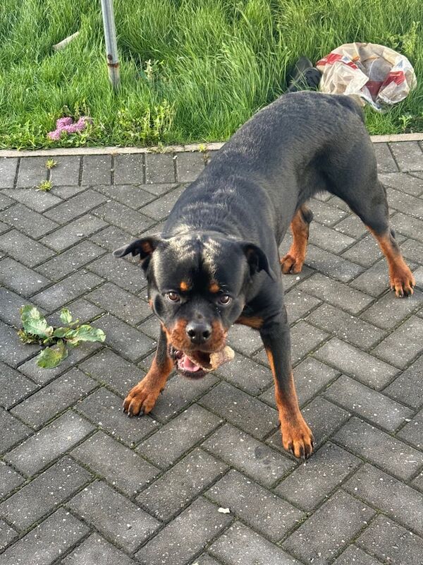 Buy and sell Rottweiler puppies and dogs online | Rottweiler Owners