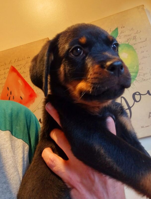 **ALL PUPS NOW SOLD** Gorgeous Rottweiler Pups KC Registered For Sale ...