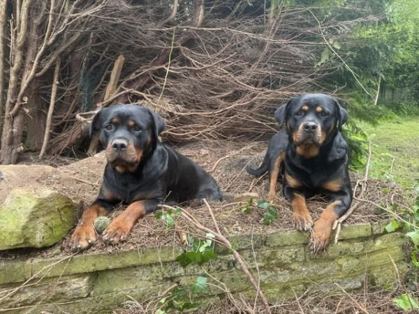 Buy and sell Rottweiler puppies and dogs online | Rottweiler Owners