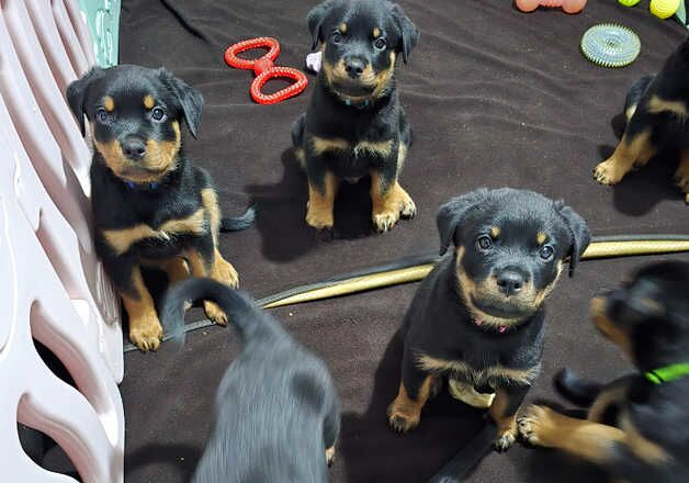 Rottweiler Puppies For Sale | Rottweiler Owners
