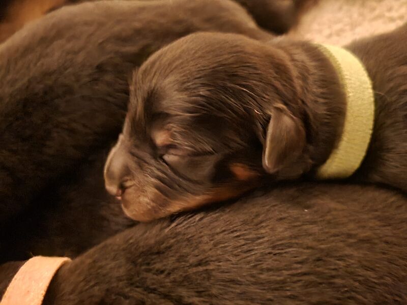 Pure Bred 4th Generation Chunky Rottweiler Puppies For Sale in ...