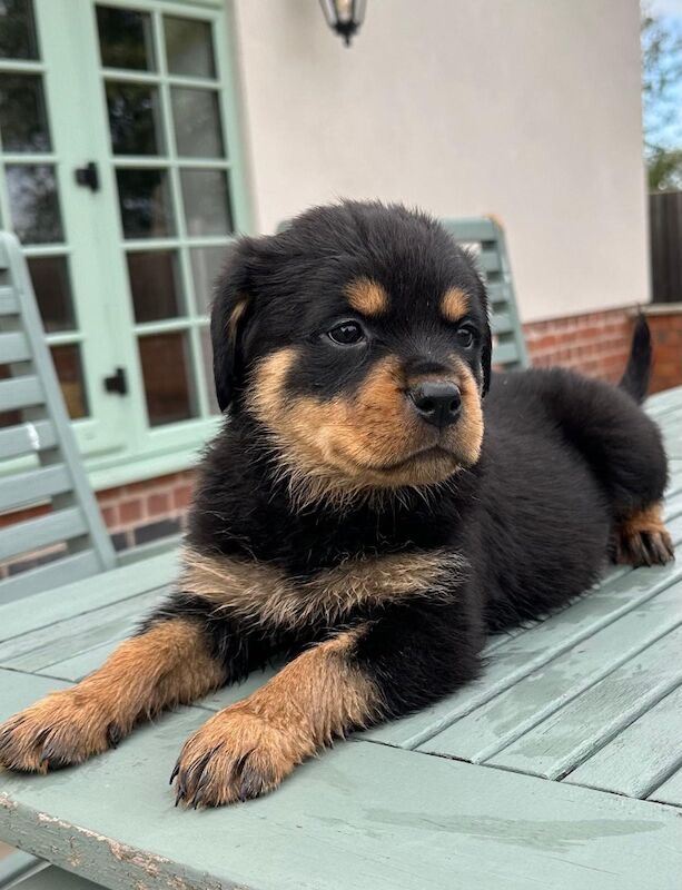 Kennel Club Registered Rottweiler Puppies For Sale | Rottweiler Owners