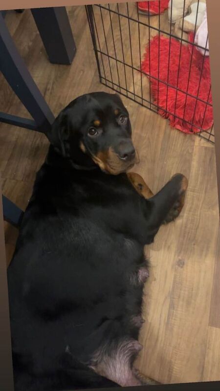 Rottweiler Puppies For Sale In Scotland | Rottweiler Owners