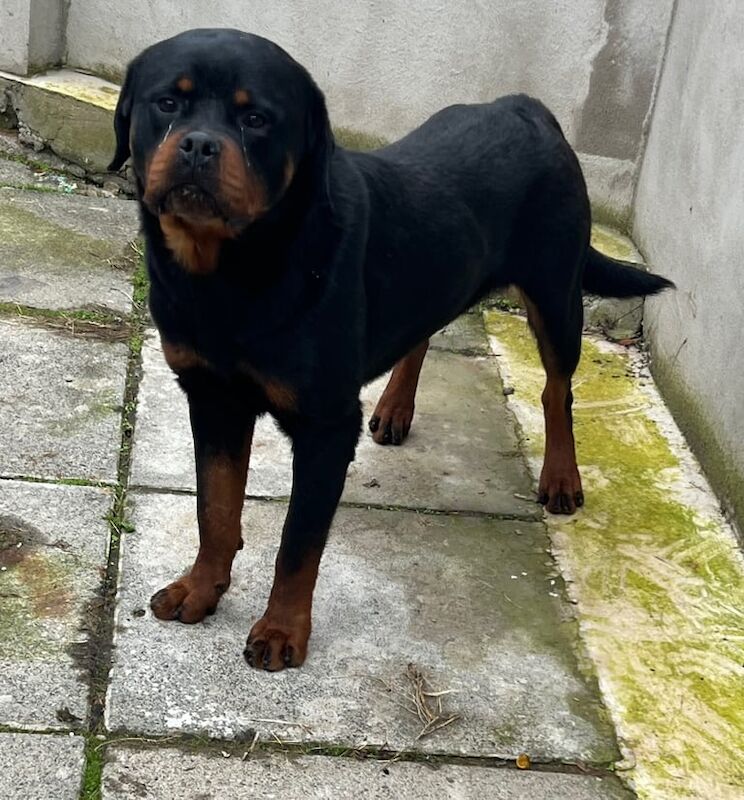 Buy and sell Rottweiler puppies and dogs online | Rottweiler Owners