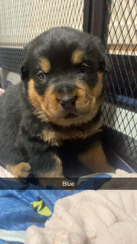 Rottweiler Chunky Puppies For Sale in Congleton, Cheshire