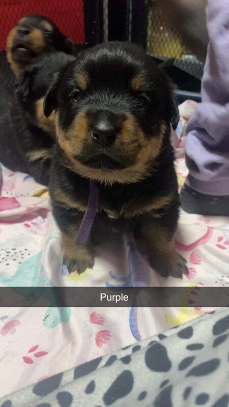 Rottweiler Chunky Puppies For Sale in Congleton, Cheshire