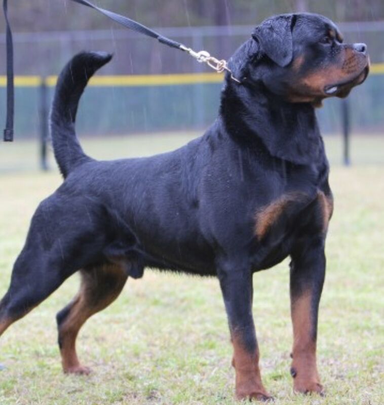 Beautiful Pure Bred German Rottweilers Puppies For Sale in London, City ...
