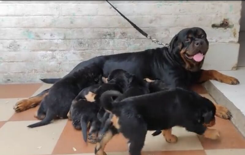 Rottweiler Chunky Pure Breed Puppies For Sale 8 Weeks Old Ready To Go ...