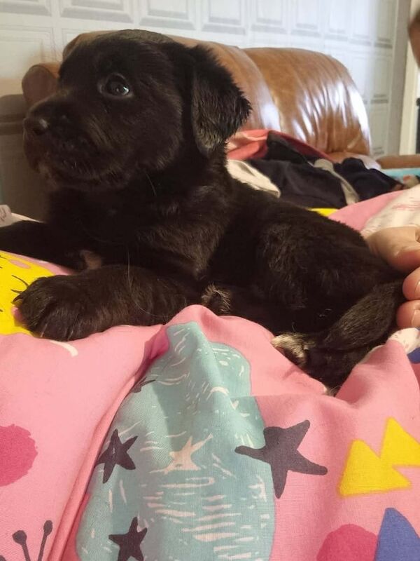 Rottweiler Puppies For Sale | Rottweiler Owners