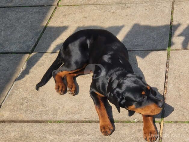 Rottweiler Puppies For Sale | Rottweiler Owners