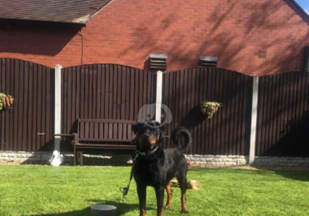 Rottweiler Puppies For Sale | Rottweiler Owners