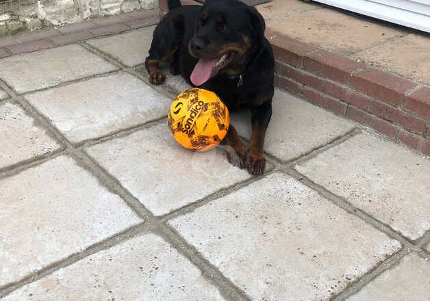 Rottweiler Puppies For Sale | Rottweiler Owners