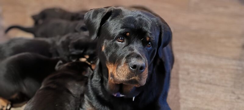 Rottweiler Puppies For Sale | Rottweiler-owners.co.uk