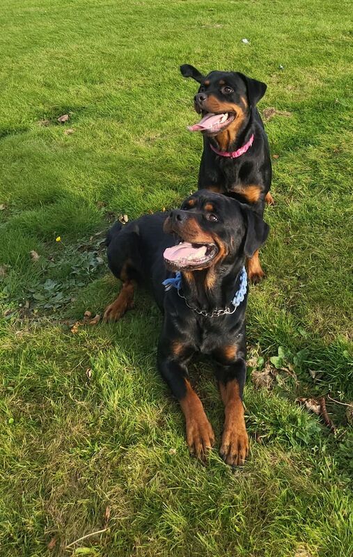 Rottweiler Puppies For Sale In Scotland | Rottweiler Owners