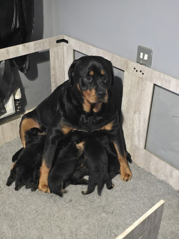 Rottweiler Puppies For Sale | Rottweiler Owners