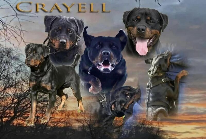 Buy and sell Rottweiler dogs and puppies online | Rottweiler Owners