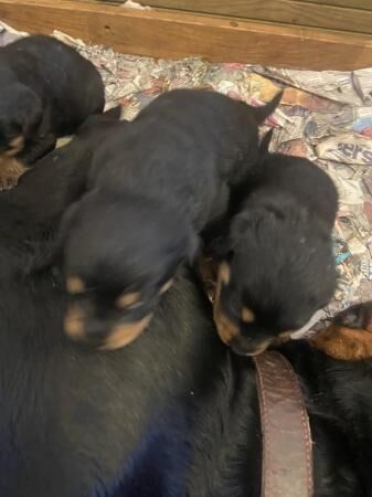 Rottweiler Puppies For Sale | Rottweiler Owners