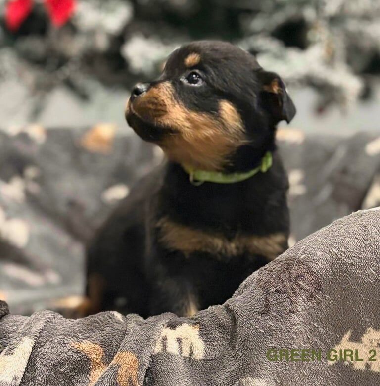 Rottweiler Puppies For Sale | Rottweiler Owners
