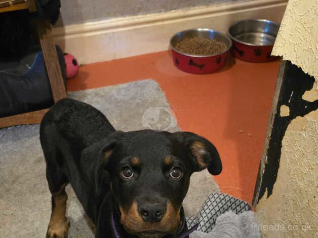 Rottweiler Puppies For Sale | Rottweiler Owners