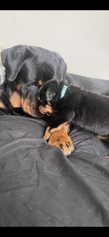 Lovely Chunky Rottweiler Puppies For Sale in Biggin Hill, Bromley ...