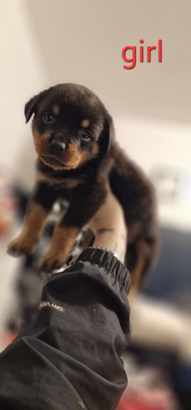 Rottweiler Puppies For Sale In Scotland | Rottweiler Owners