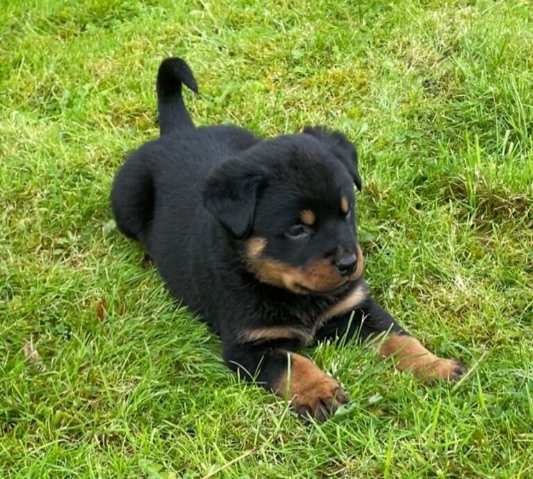 Rottweiler Puppies For Sale | Rottweiler Owners