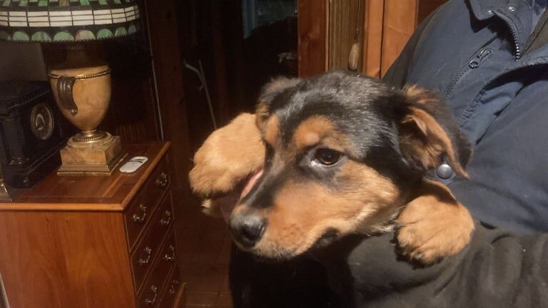 Rottweiler Puppies For Sale In Scotland | Rottweiler Owners