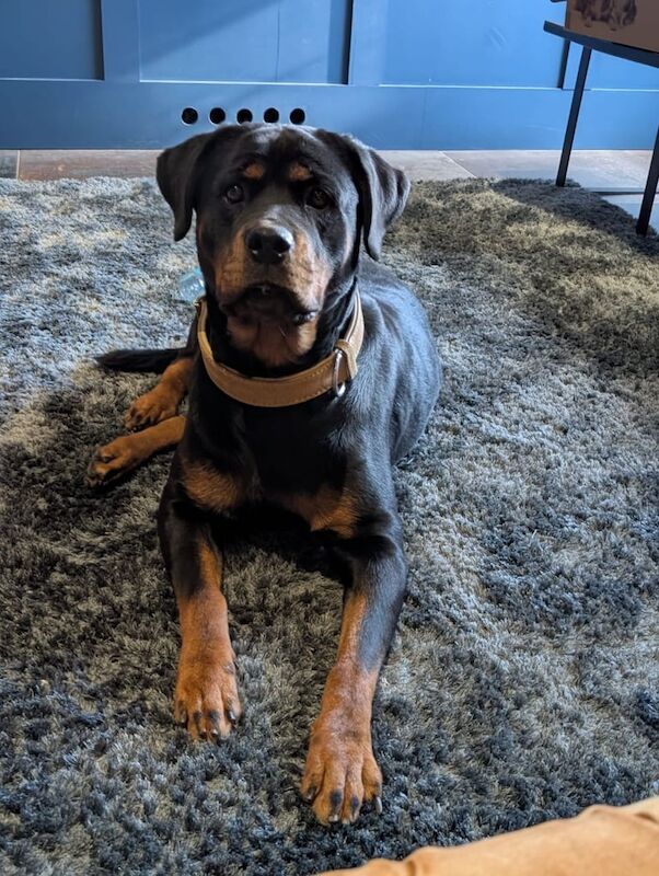 Sansa 3 Years Old - Rottweiler Puppies For Sale in Attleborough, Norfolk